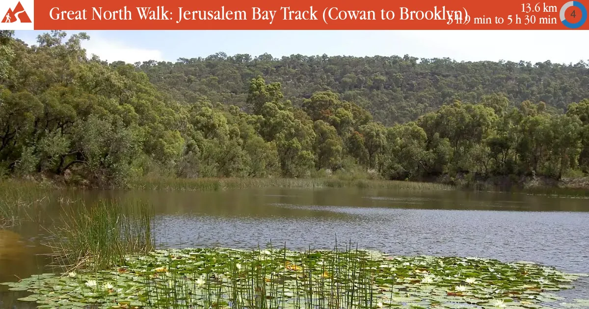 Great North Walk: Jerusalem Bay Track (Cowan to Brooklyn)
